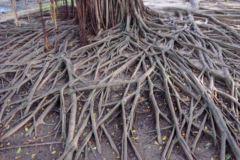 Big Full Banyan Tree Root Covering Stone Prasat Ta Prohm in Angkor Thom ...