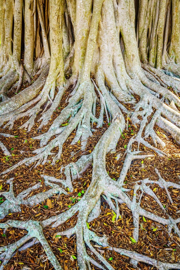 Banyan roots stock image. Image of florida, growth, abstract - 343653749