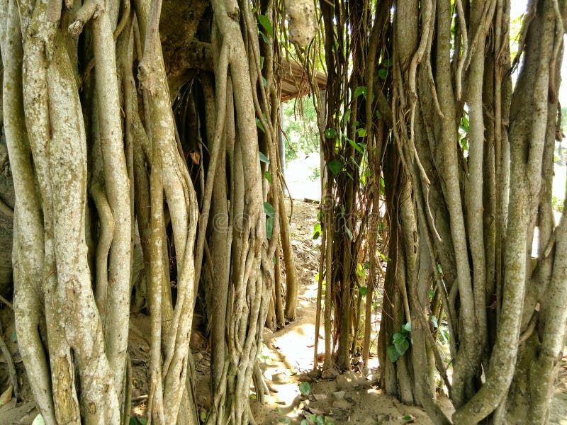 Banyan roots stock photo. Image of roots, banyan, forest - 55329508