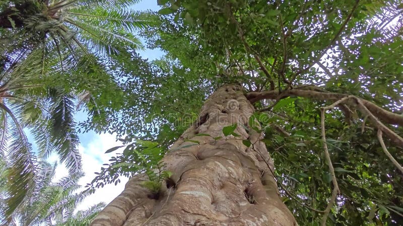 The Banyan Roots Strangler the Palm Oil Tree Trunk. Stock Video - Video ...