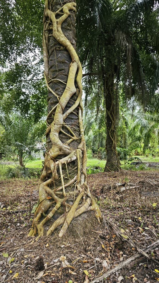 Banyan Roots Strangler or Wrapped Up the Palm Oil Tree Trunk. Stock ...