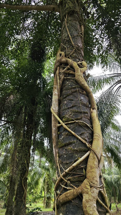 Banyan Roots Strangler or Wrapped Up the Palm Oil Tree Trunk. Stock ...