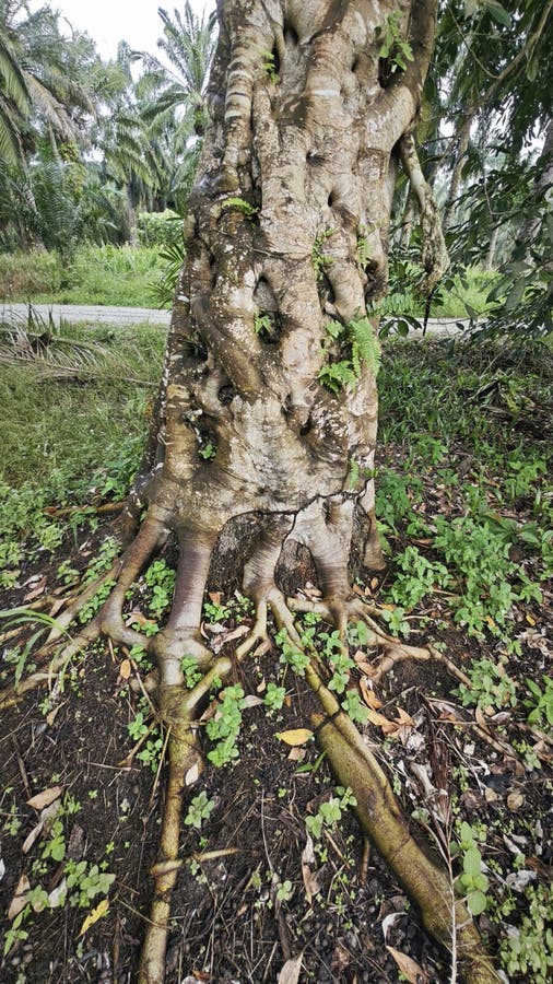 Banyan Roots Strangler or Wrapped Up the Palm Oil Tree Trunk. Stock ...
