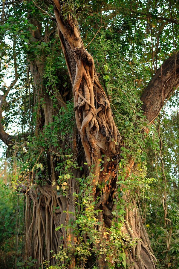 Banyan (Strangler Fig) Surrounding Another Tree with Its Roots Stock Image - Image of rainforest ...