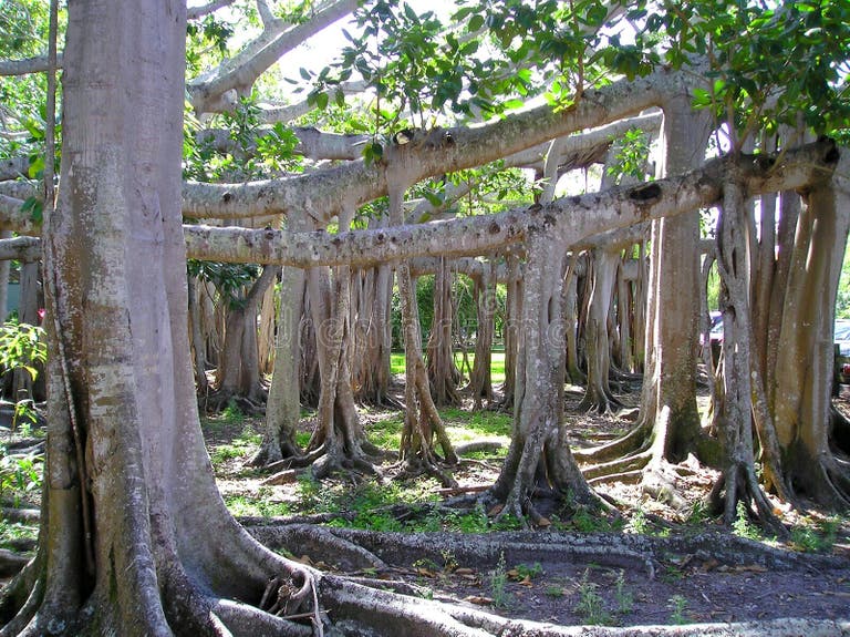 Banyan Tree Ford Island Stock Photos - Free & Royalty-Free Stock Photos ...