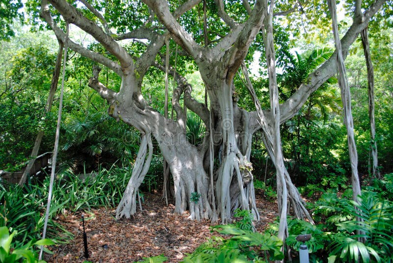 Adventitious Prop Roots Of Big Banyan Tree Stock Image - Image of ...