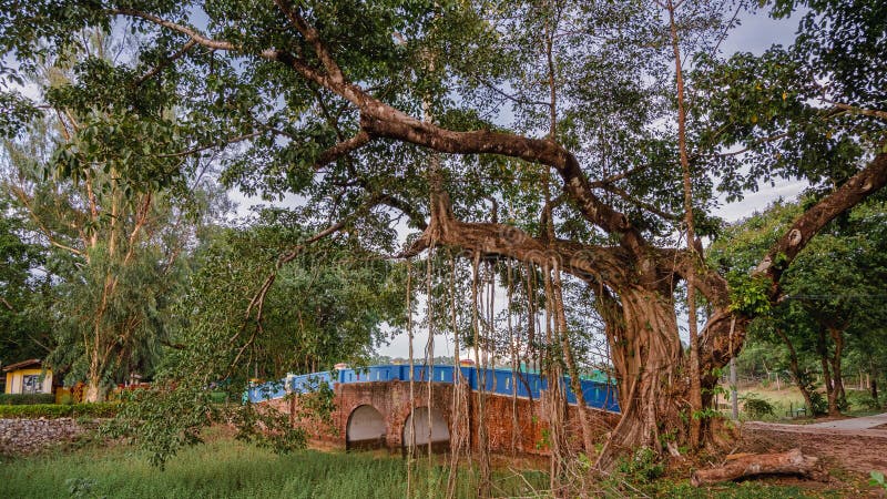 Banyan Tree with Aerial Prop Roots Over an Old Bridge Stock Image ...