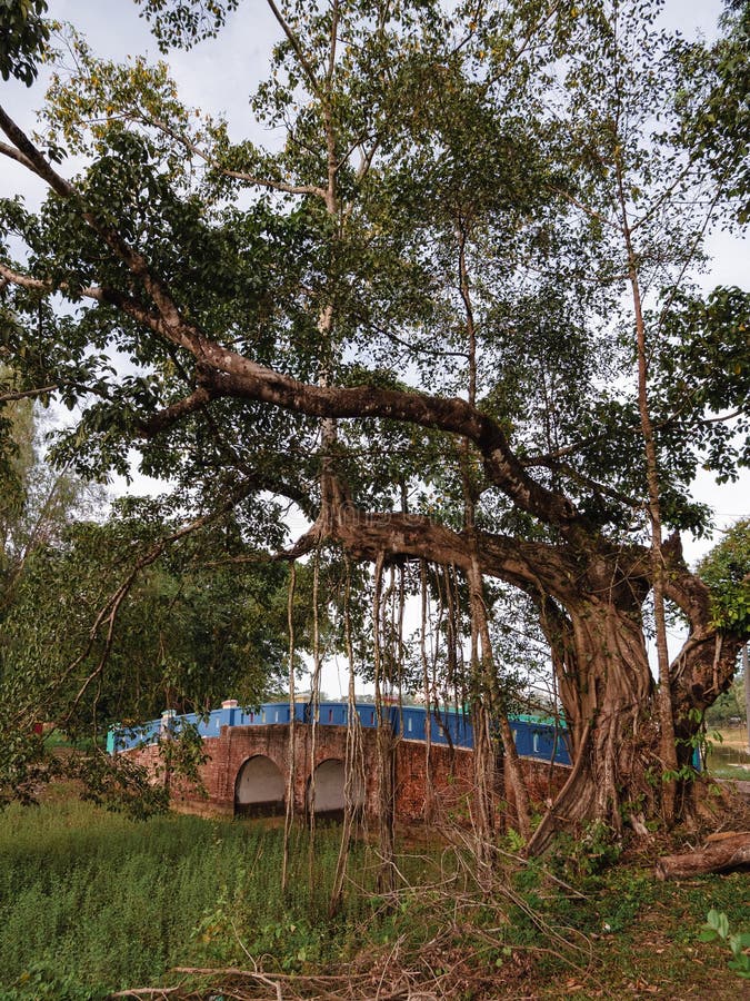 Banyan Tree with Aerial Prop Roots Over an Old Bridge Stock Image ...