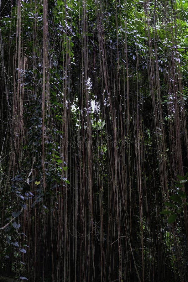 Banyan Tree Air Root in Pekanbaru City Forest Stock Image - Image of ...