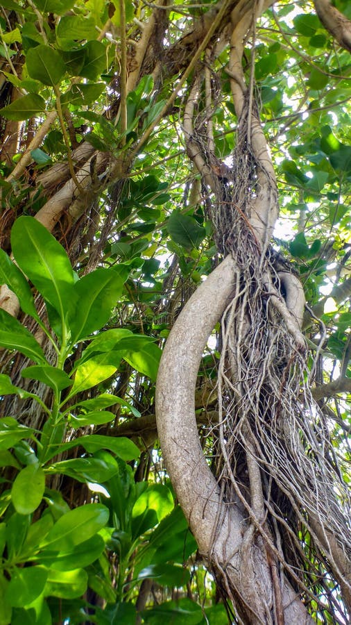 Banyan Tree with Airy Roots on the Island, Maldives. Stock Photo ...