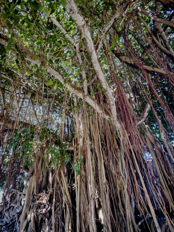 Banyan Tree, Also Known As Banian Tree. Aerial Roots Develop from ...