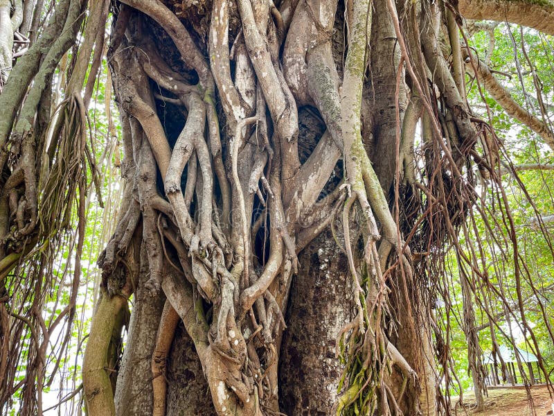 Banyan Tree, Also Known As Banian Tree. Aerial Roots Develop from ...
