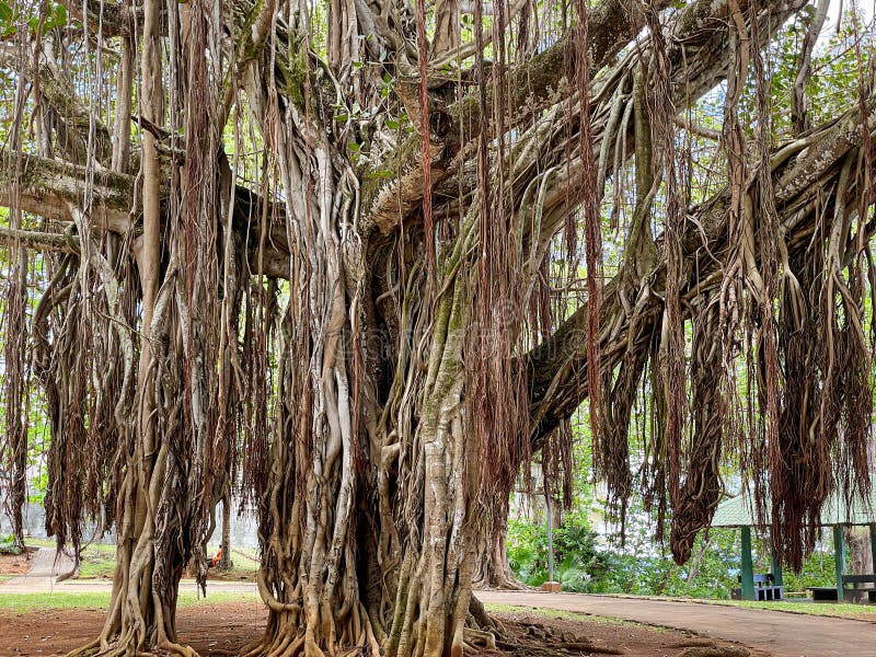 Banyan Tree, Also Known As Banian Tree. Aerial Roots Develop from ...