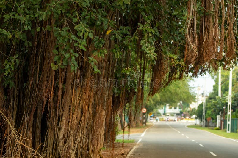 Banyan Tree in Batticaloa Sri Lanka Stock Photo - Image of branch ...