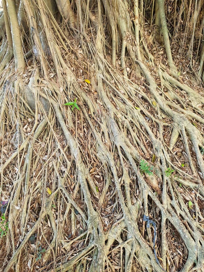 Banyan Tree (Beringin) Exposed Roots Spreading Across the Ground Stock ...