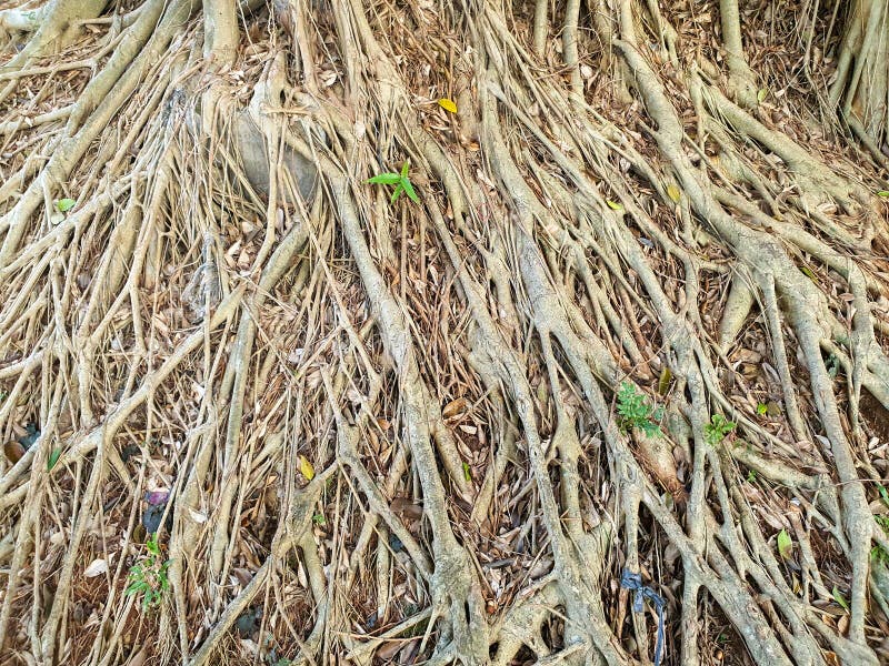 Banyan Tree (Beringin) Exposed Roots Spreading Across the Ground Stock ...