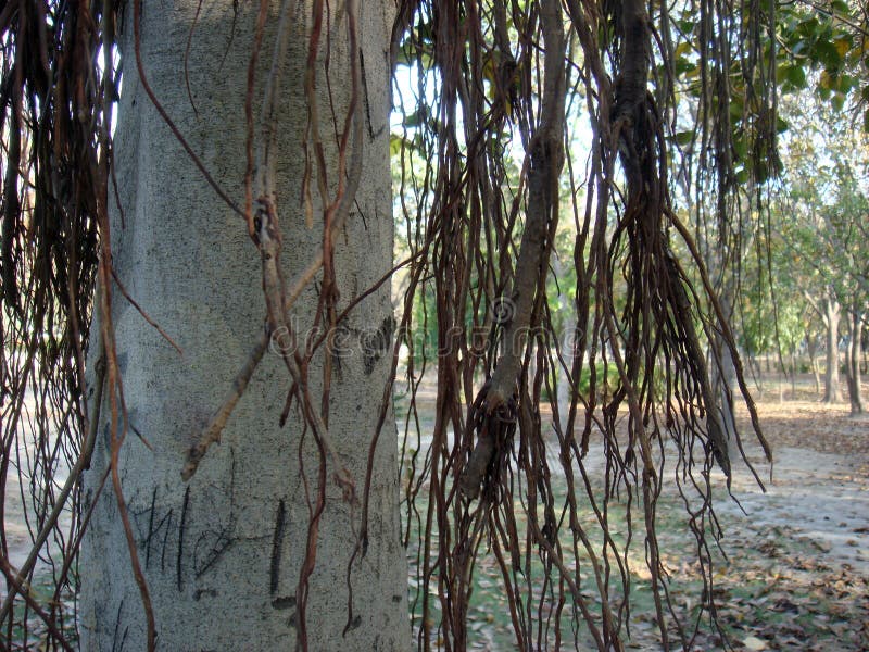 Banyan Tree Branches Close Up Stock Image - Image of tree, banyan: 89810325
