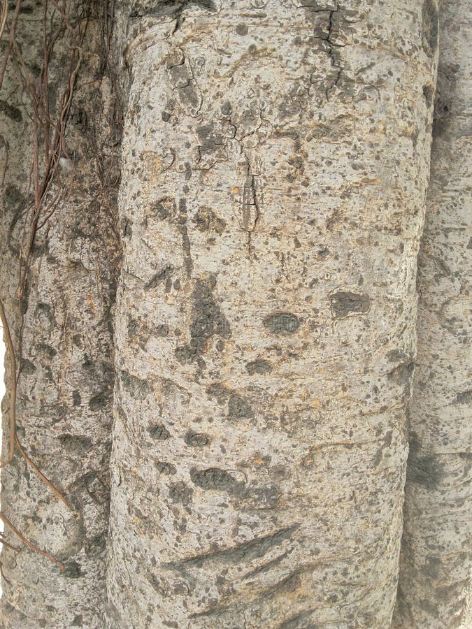 Banyan tree editorial photography. Image of banian, benghalensis - 65912352