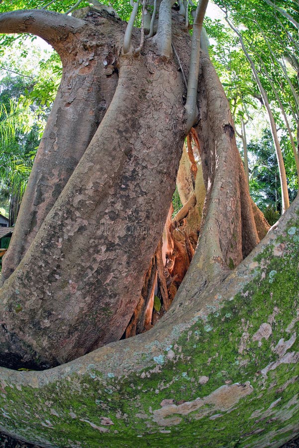 Banyan Tree in close up stock image. Image of closeup - 202109507
