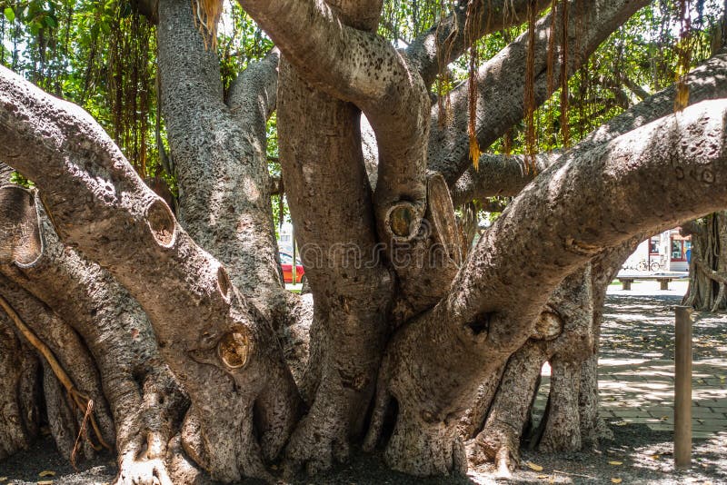 Banyan Tree Closeup 3 stock image. Image of maui, lahaina - 97810303