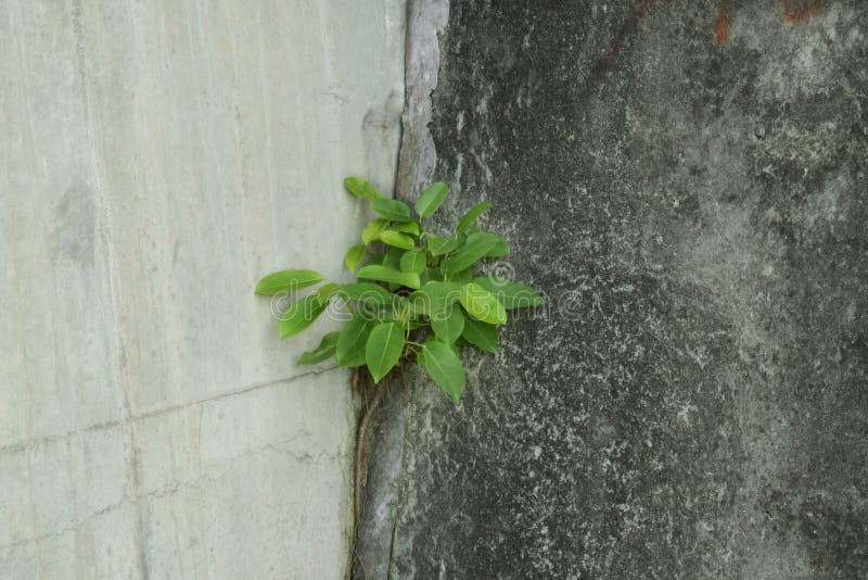 Banyan Tree on the Crack Wall Stock Image - Image of plant, growth ...