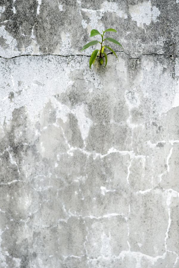 Banyan Tree on the Crack Wall Stock Photo - Image of green, aged: 138747512