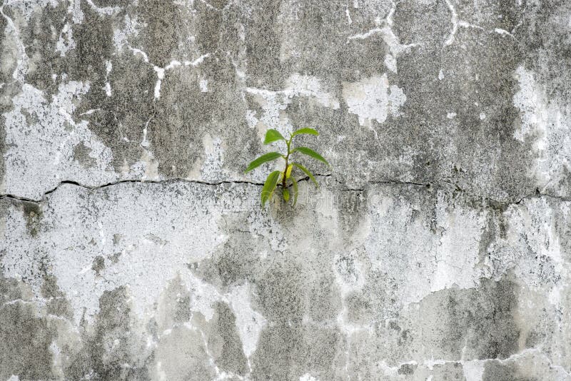 Banyan Tree on the Crack Wall Stock Photo - Image of architecture ...