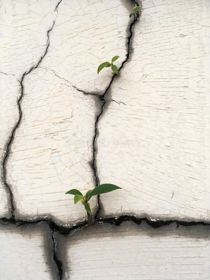 Banyan Tree on the Crack Wall Stock Image - Image of plant, growth ...