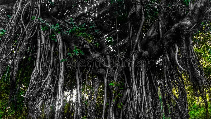 The banyan tree stock photo. Image of crazy, banyan - 136429678