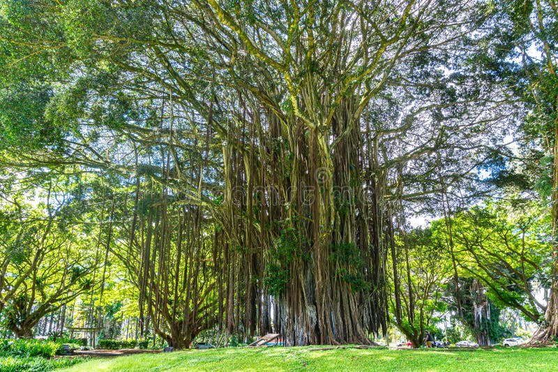 A Large Banyan Tree in Liliuokalani Park and Gardens in Hilo, Hawaii ...