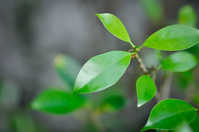 Banyan Tree or Ficus Annulata or Ficus Bengalensis Stock Photo - Image ...