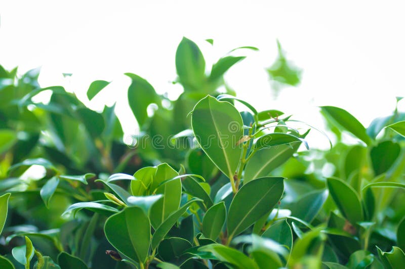 Banyan Tree or Ficus Annulata or Ficus Bengalensis Stock Photo - Image ...