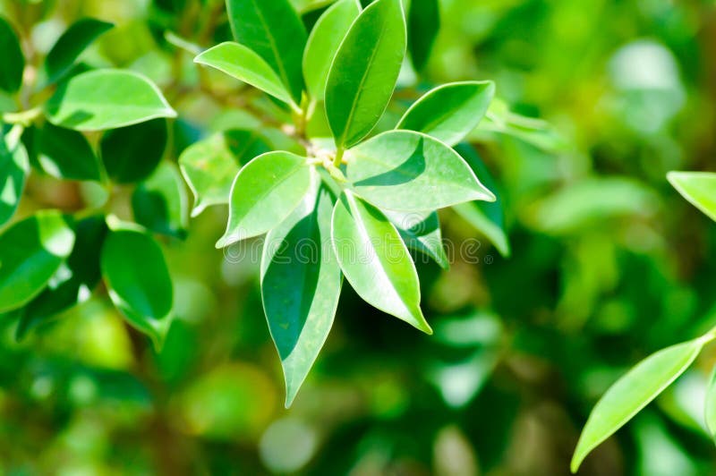 Banyan Tree or Ficus Annulata or Ficus Bengalensis Stock Image - Image ...
