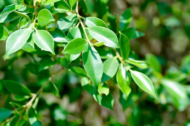 Banyan Tree or Ficus Annulata or Ficus Bengalensis Stock Photo - Image ...
