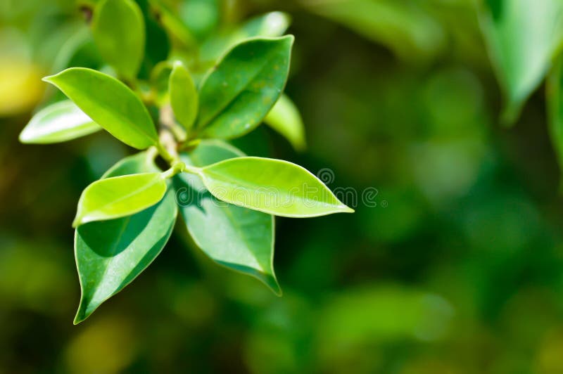 Banyan Tree or Ficus Annulata or Ficus Bengalensis Stock Photo - Image ...