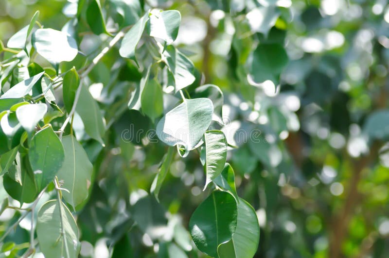 Banyan Tree or Ficus Annulata or Ficus Bengalensis Stock Photo - Image ...