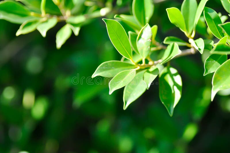 Banyan Tree or Ficus Annulata or Ficus Bengalensis Stock Photo - Image ...