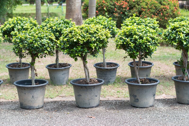 Ficus Annulata Dwarf in Pot Stock Photo - Image of hobby, green: 145165686