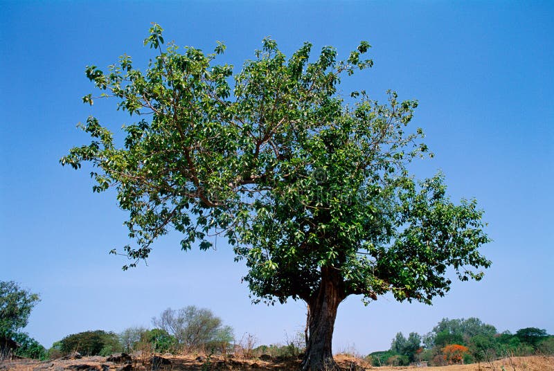 Banyan Tree Ficus Bengalensis India Stock Image - Image of branches ...