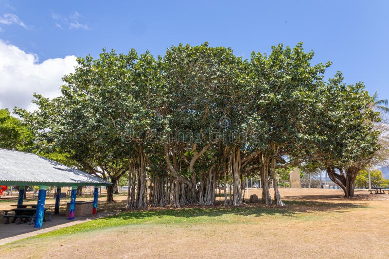 A Banyan Tree, a Fig Tree that Develops Prop Roots in Order To Spread ...