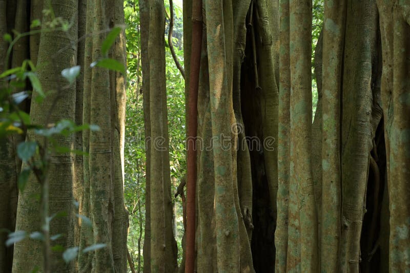 Close Up Banyan Tree in the Forest Stock Image - Image of season ...