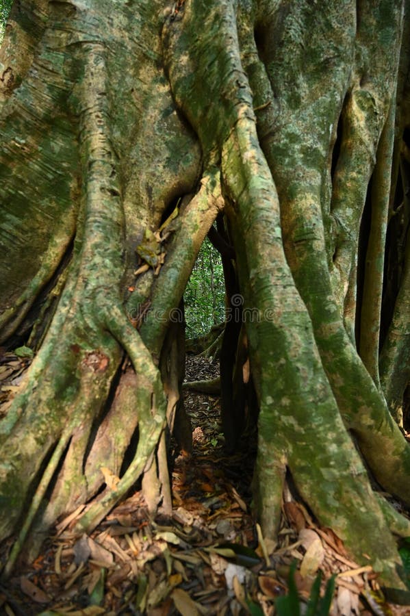 Close Up Banyan Tree in the Forest Stock Image - Image of season ...