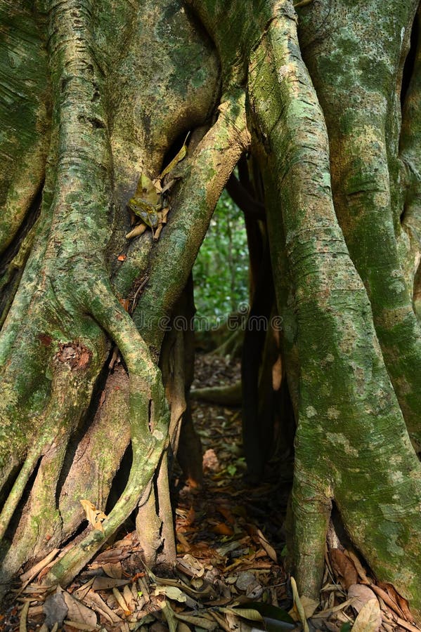 Close Up Banyan Tree in the Forest Stock Image - Image of jungle ...