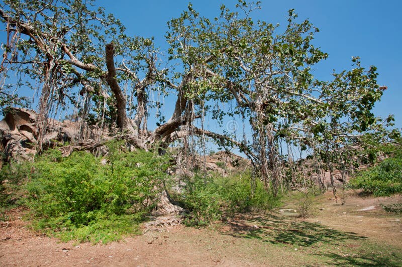 Banyan tree in the forest. stock image. Image of copy - 53612855
