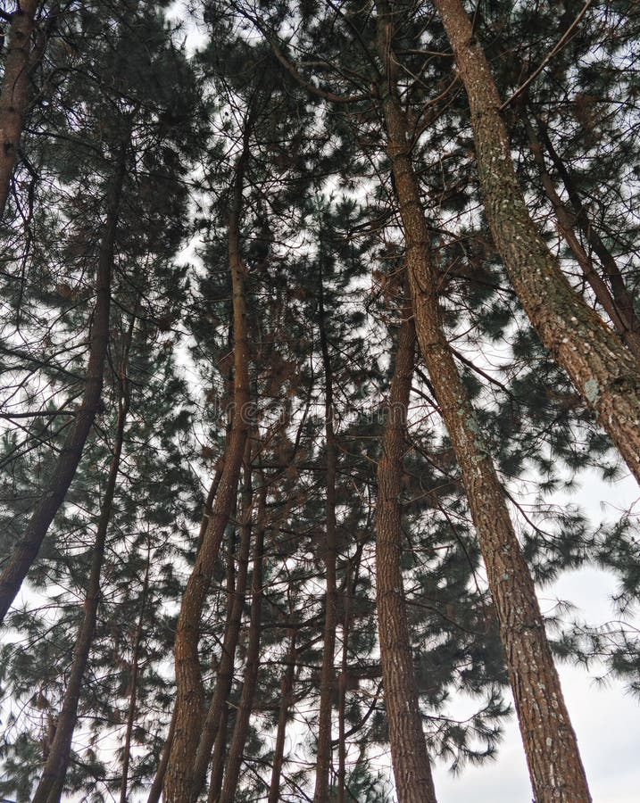 The Banyan Tree in the Forest is a Stunning Sight, with Its Twisted ...