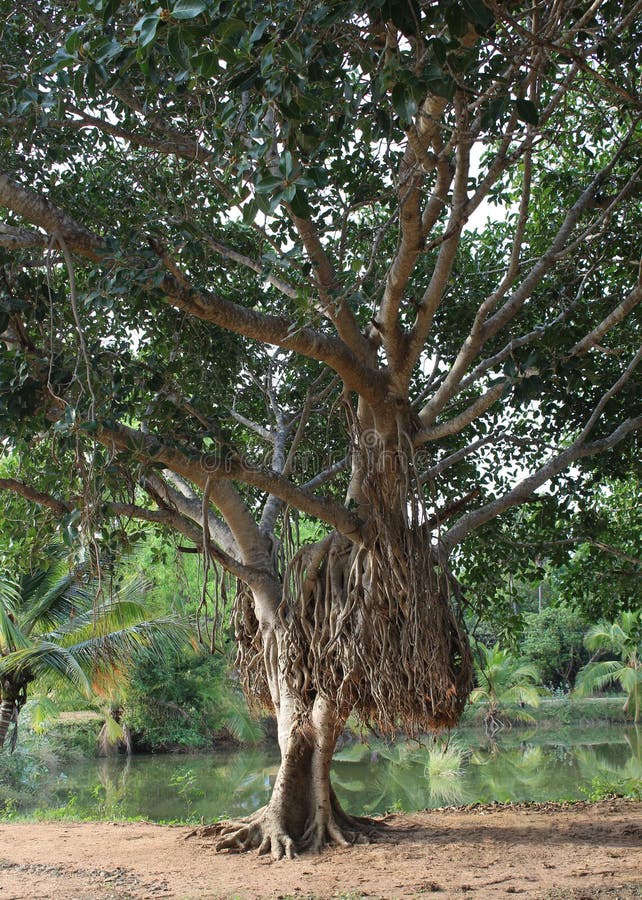 Banyan Tree Roots with Monkeys Stock Photo - Image of background, child ...