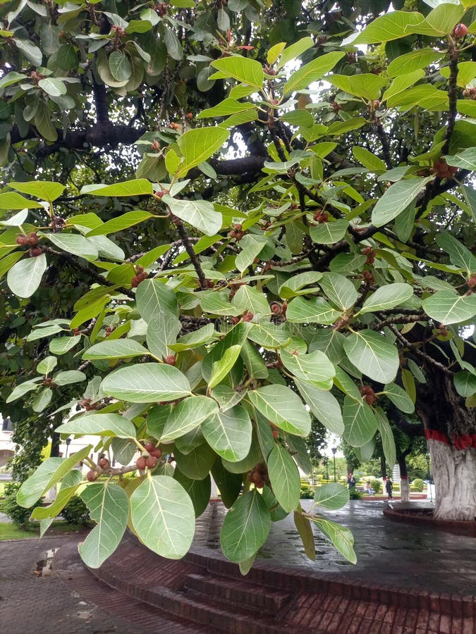 Banyan Tree Banyan Fruit Leaves Branches Spring Green Old Stock Image ...