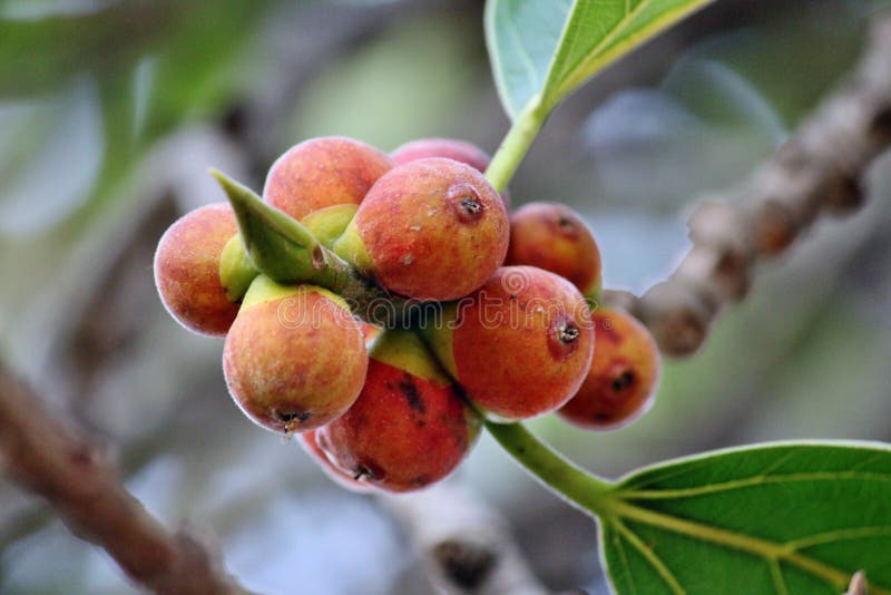 Banyan Tree Fruits stock image. Image of banyan, tree - 115123475