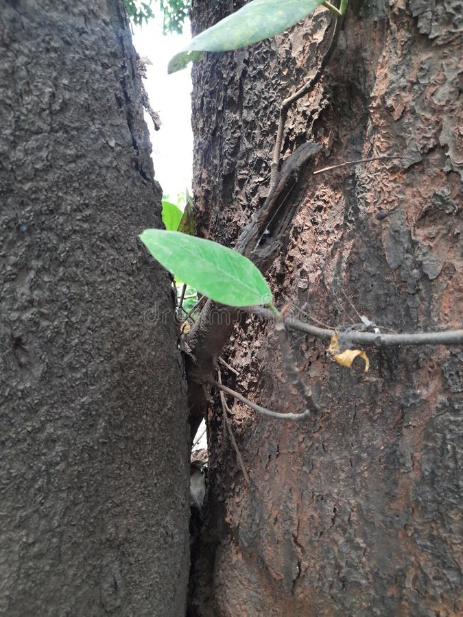 Banyan Tree Growing on Another Tree Trunk. Stock Photo - Image of ...