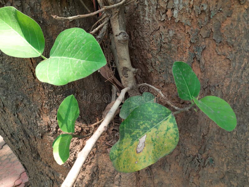 Banyan Tree Growing on Another Tree Trunk. Stock Image - Image of ...